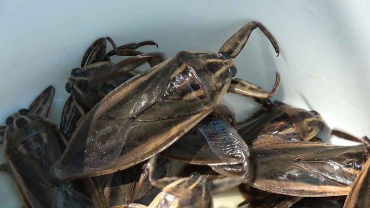 Con cà cuống - Loài côn trùng được dùng để làm thuốc