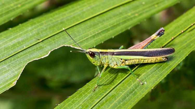 Con châu chấu và các đặc điểm để phân biệt với cào cào