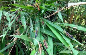 Con châu chấu và các đặc điểm để phân biệt với cào cào