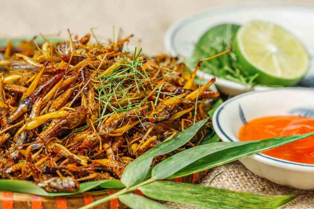 Con châu chấu và các đặc điểm để phân biệt với cào cào